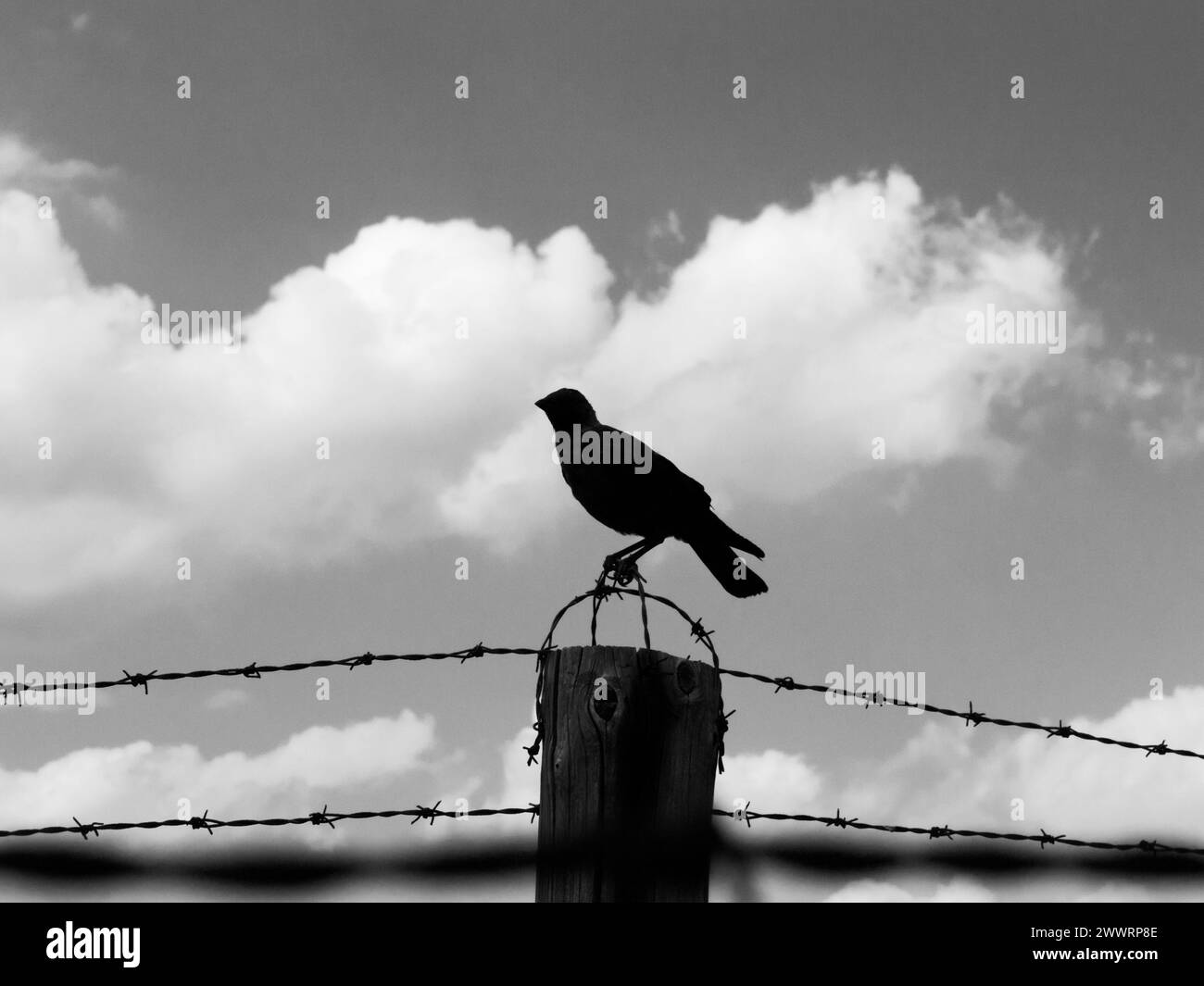 Silhouette bird barbed wire hi-res stock photography and images - Alamy
