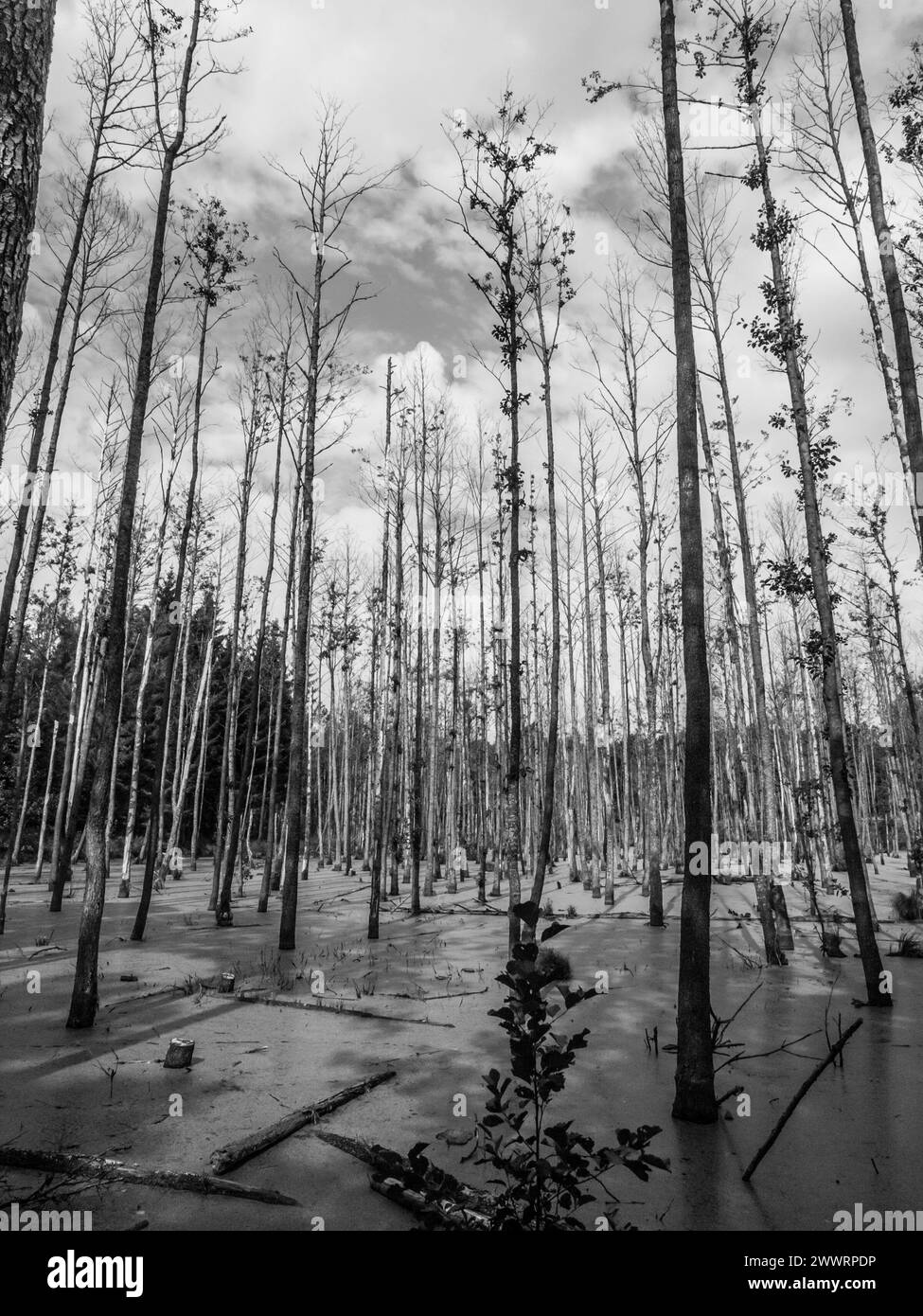 Wet forest swamp full of algae. Black and white image Stock Photo - Alamy