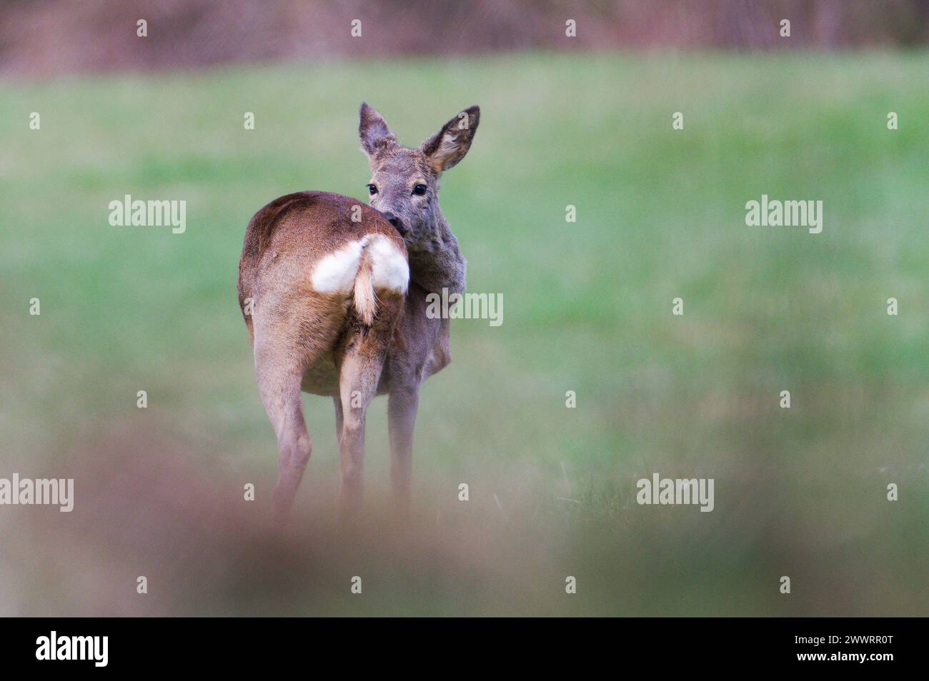 Capreolus capreolus european roe deer female on a field in funny ...