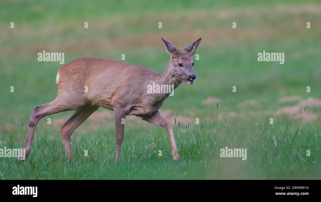 Capreolus capreolus european roe deer female is walking on the field ...