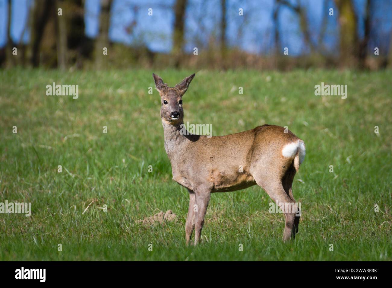 Deer walking around people hi-res stock photography and images - Alamy