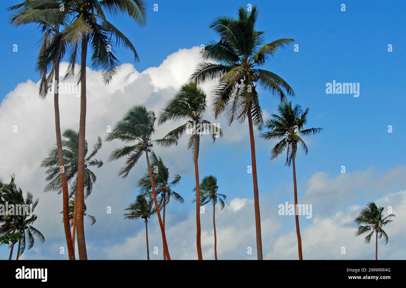 coconut tree, Vanuatu island Stock Photo - Alamy