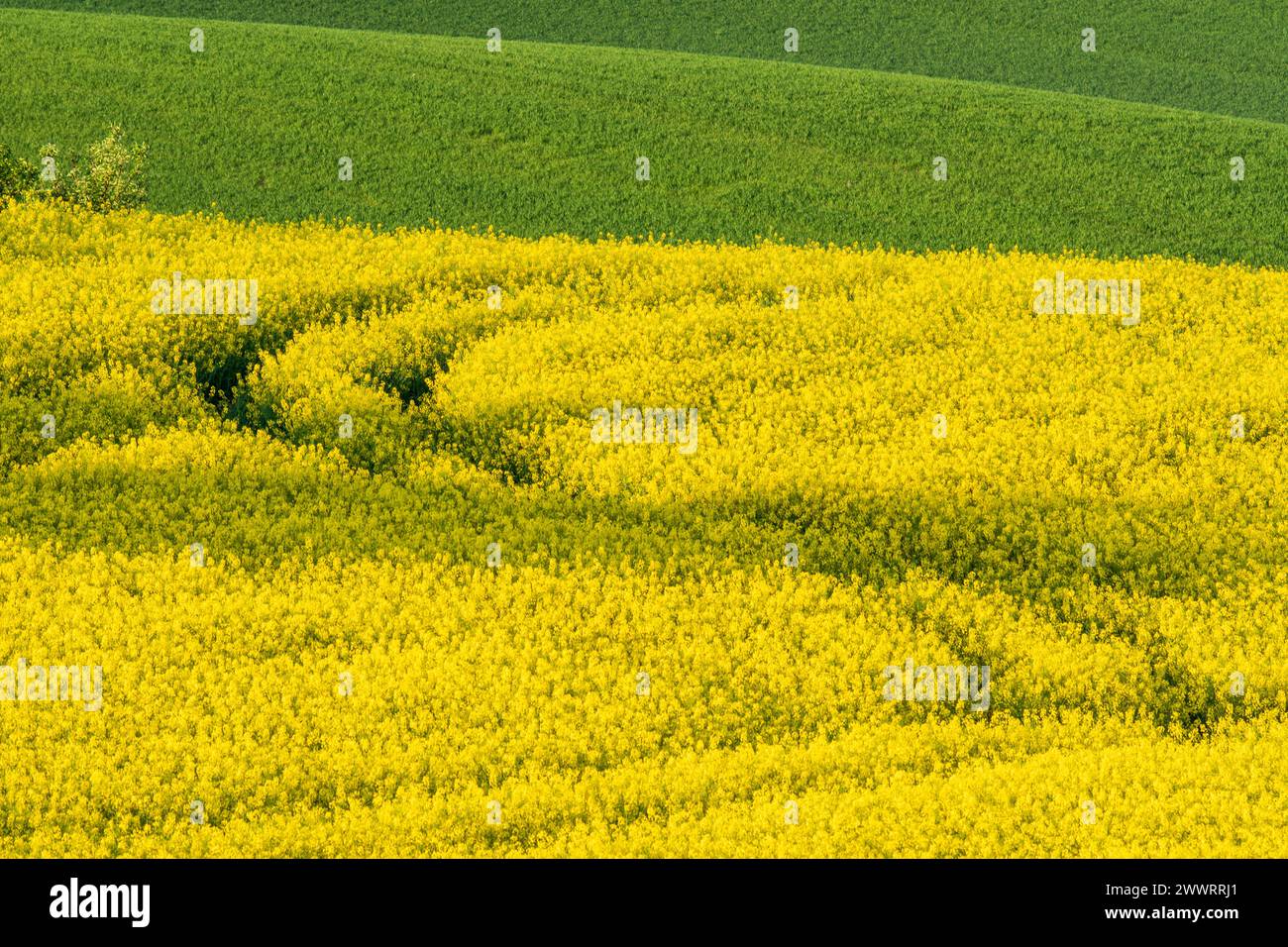 Agricultural landscape, fields of yellow colza and green grain with ...