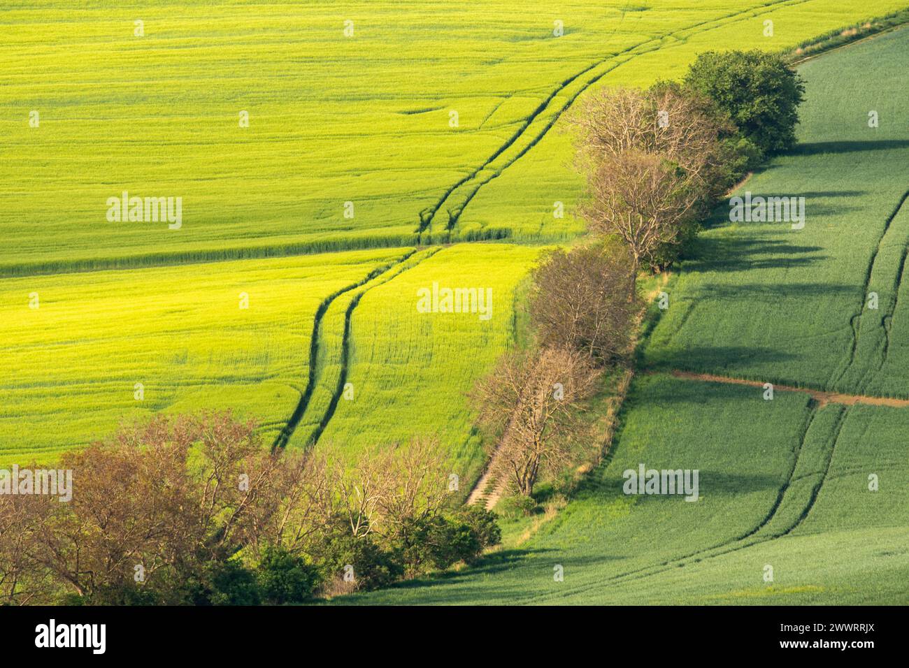 Green spring wavy fields with trees line Stock Photo - Alamy