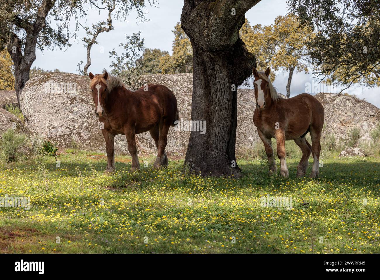 Hooves brown horse young horse hi-res stock photography and images - Alamy