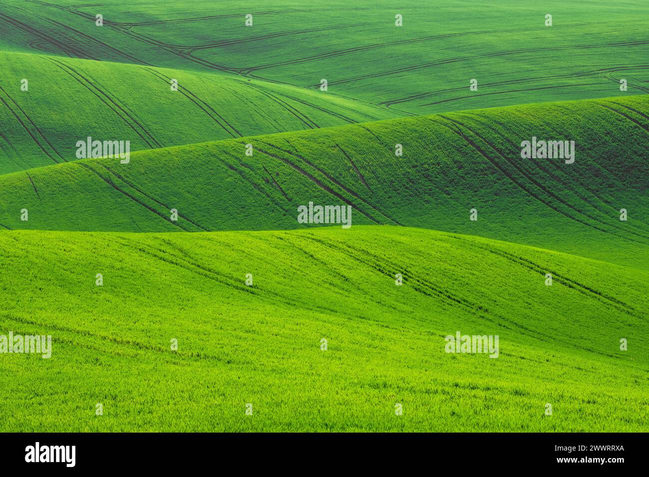 Waved green spring grass field. Background texture vivid colors Stock ...