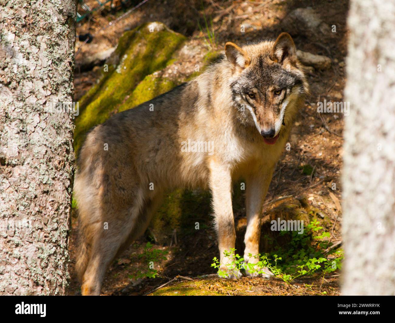 Wolf behind tree hi-res stock photography and images - Alamy