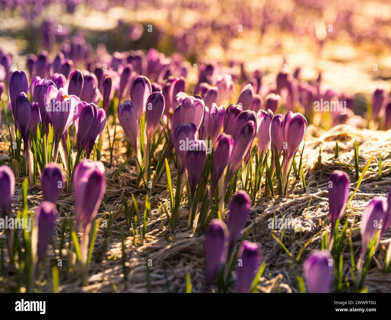 Closed crocuses in early spring morning in the warm sunlight from back ...