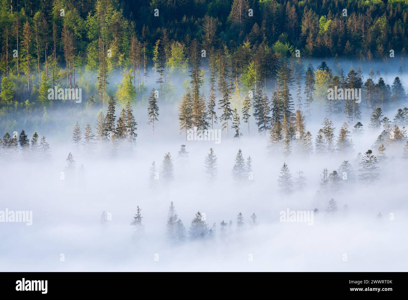 The forest is in the fog hi-res stock photography and images - Alamy