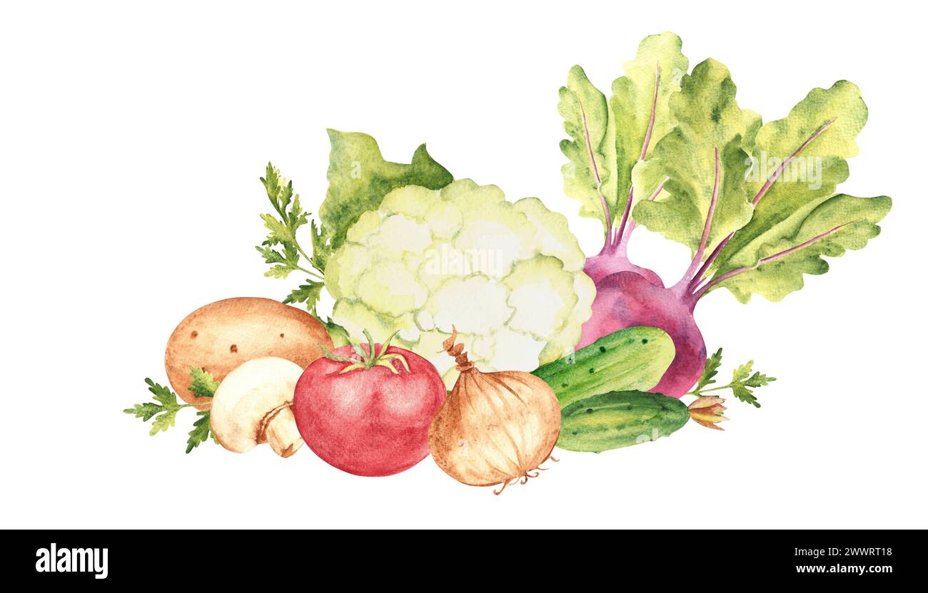 Vegetable composition. Set of cauliflower, cucumbers and beet. Tomato ...