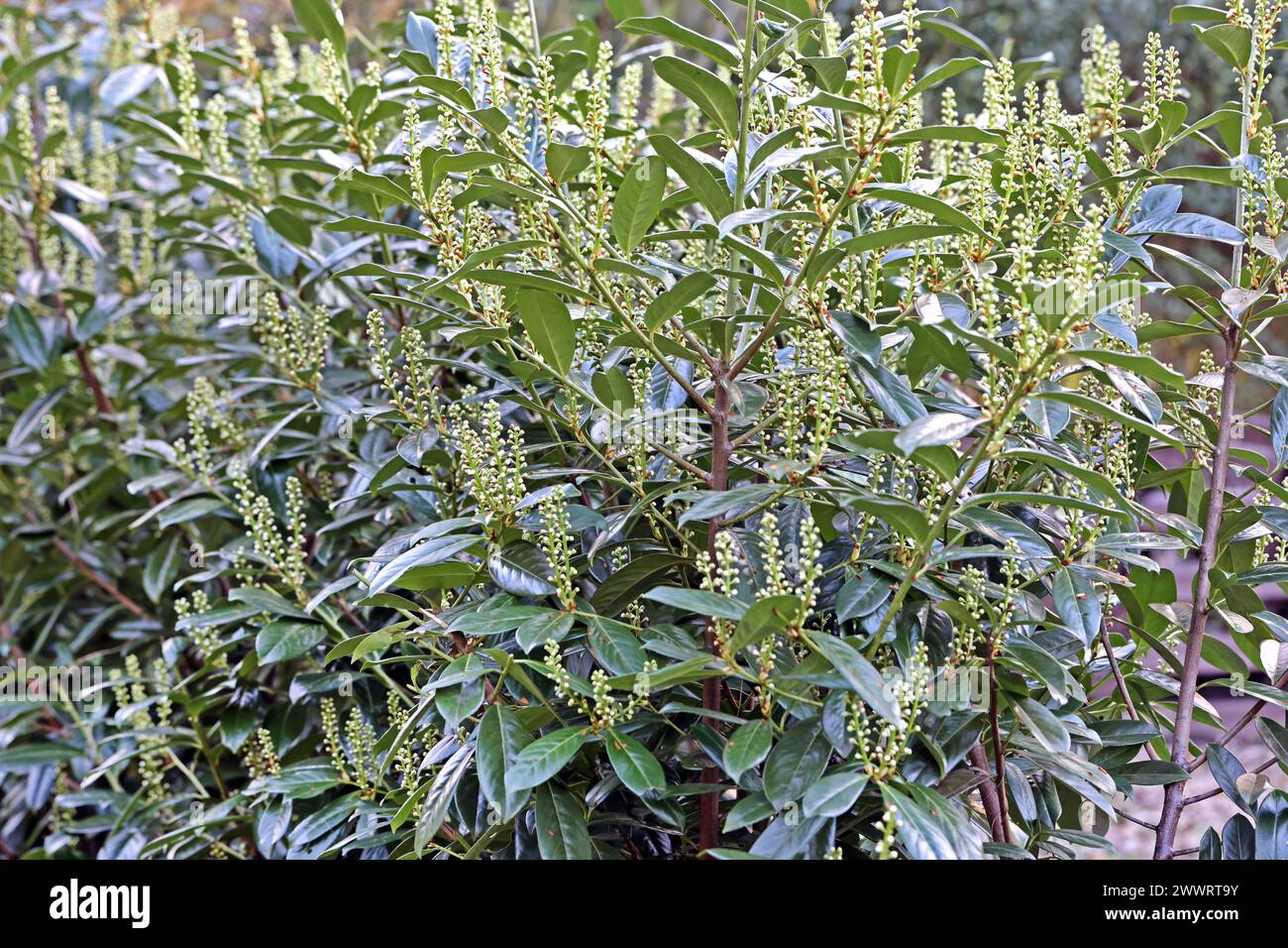 Invasive neophyten hi-res stock photography and images - Alamy