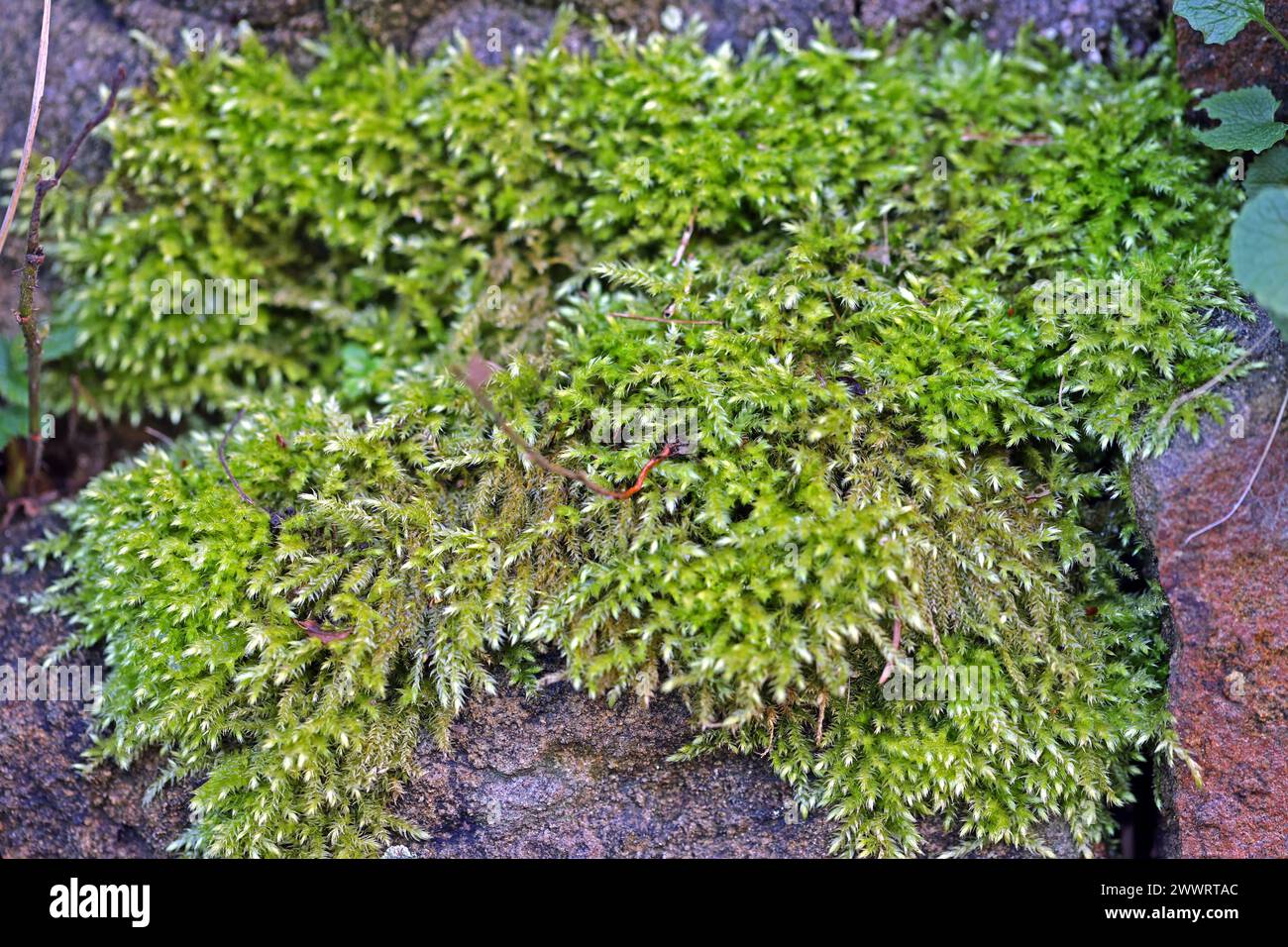 Mooswachstum hi-res stock photography and images - Alamy