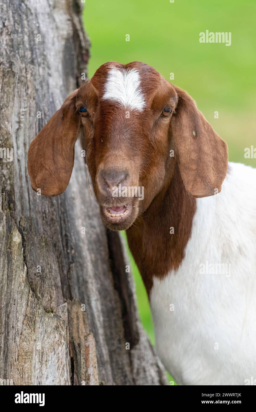 Boerbok hi-res stock photography and images - Alamy