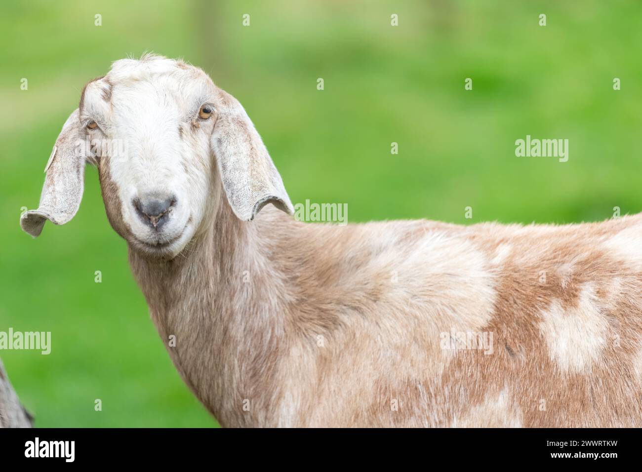 Portrait of an Anglo Nubian goat Stock Photo - Alamy