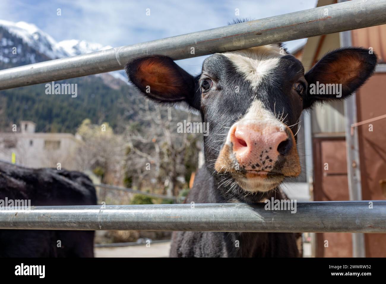 Curious cow looks through the metal fence of the outdoor enclosure ...
