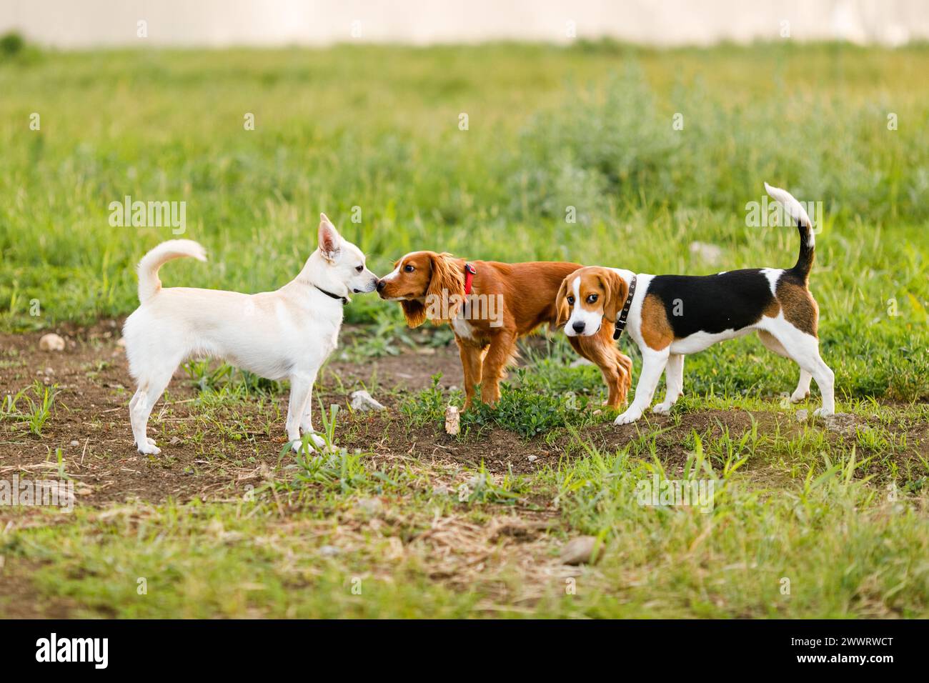 Three dogs of different breeds hi-res stock photography and images - Alamy
