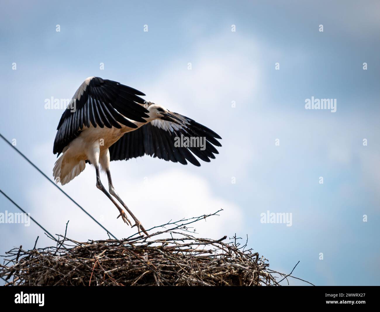 Stork aviary hi-res stock photography and images - Alamy