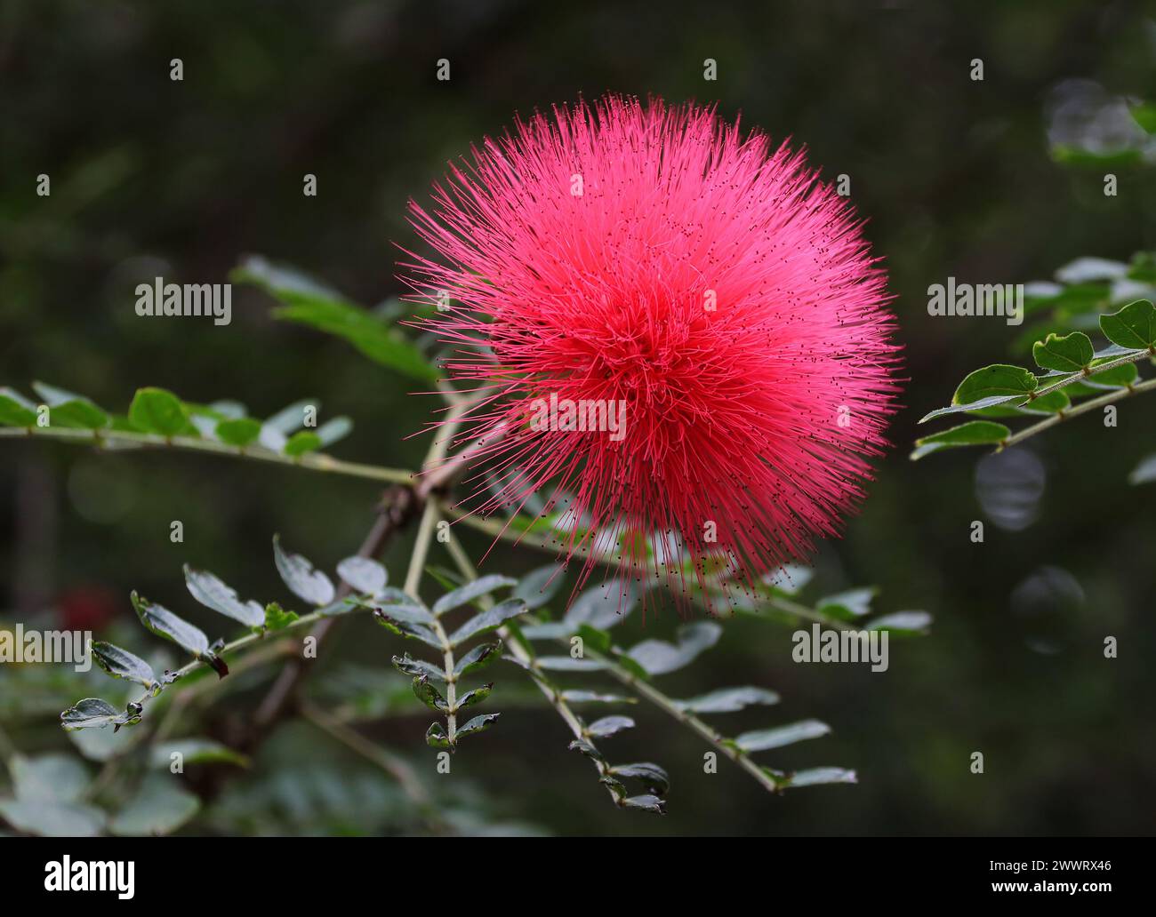 Red Powder Puff, Red Powderpuff, Blood-red Tassel-flower, Pink ...