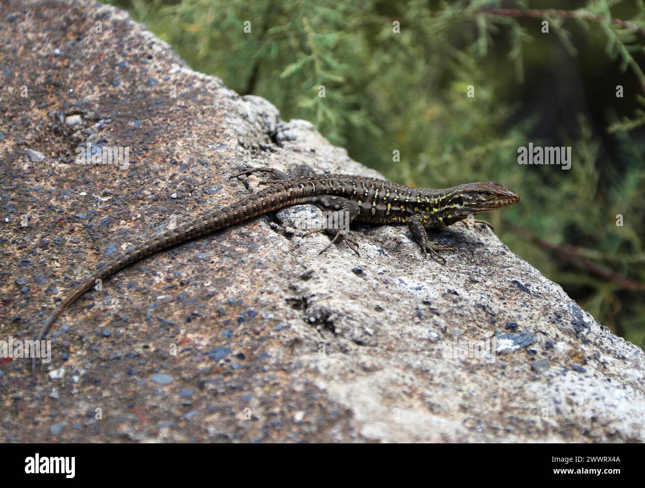 Gallot's Lizard, Tenerife Lizard, or Western Canaries Lizard, Gallotia ...