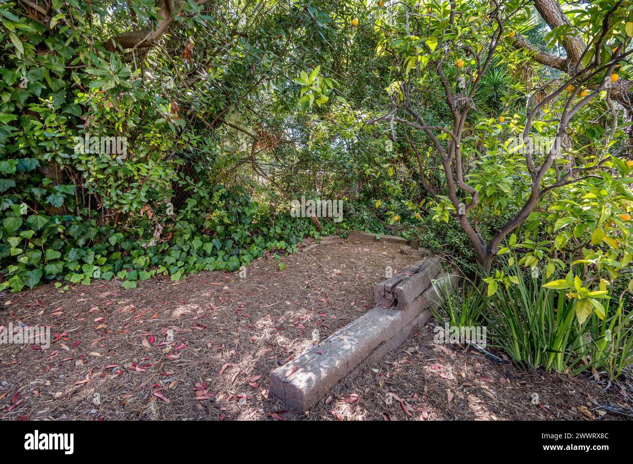 Log on forest floor hi-res stock photography and images - Alamy