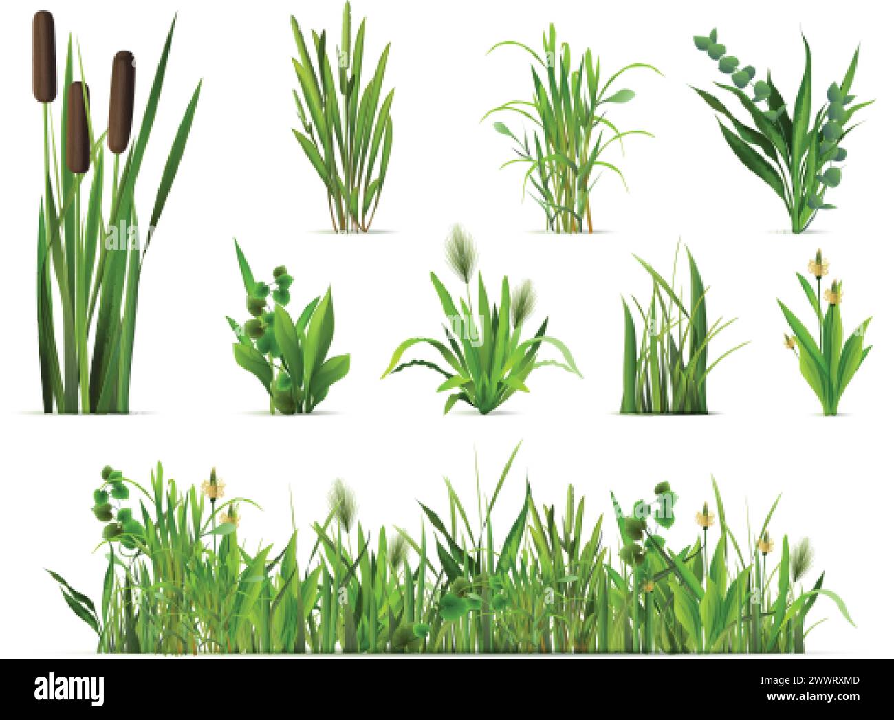 Realistic grass bushes. 3d isolated green vegetation, reed bush sprout forest plants grasses ...