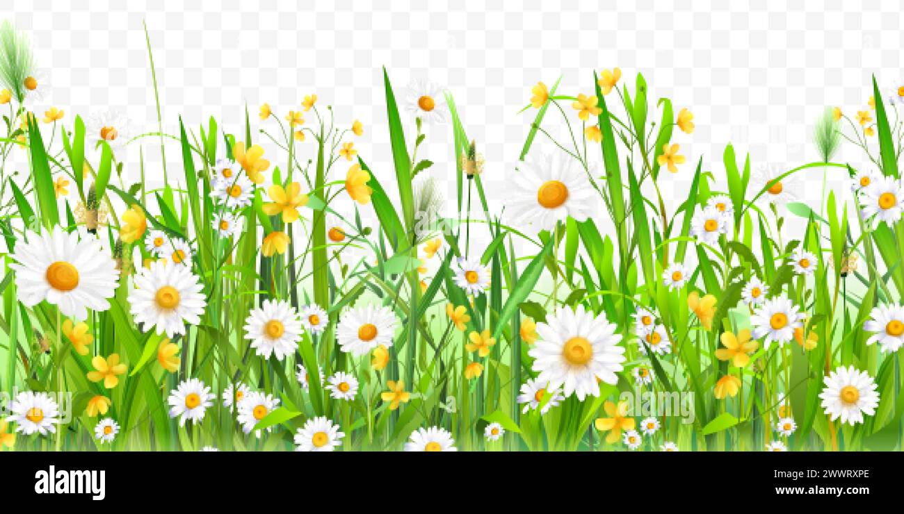 Realistic flowers lawn. Daisy flower easter field spring grass border ...