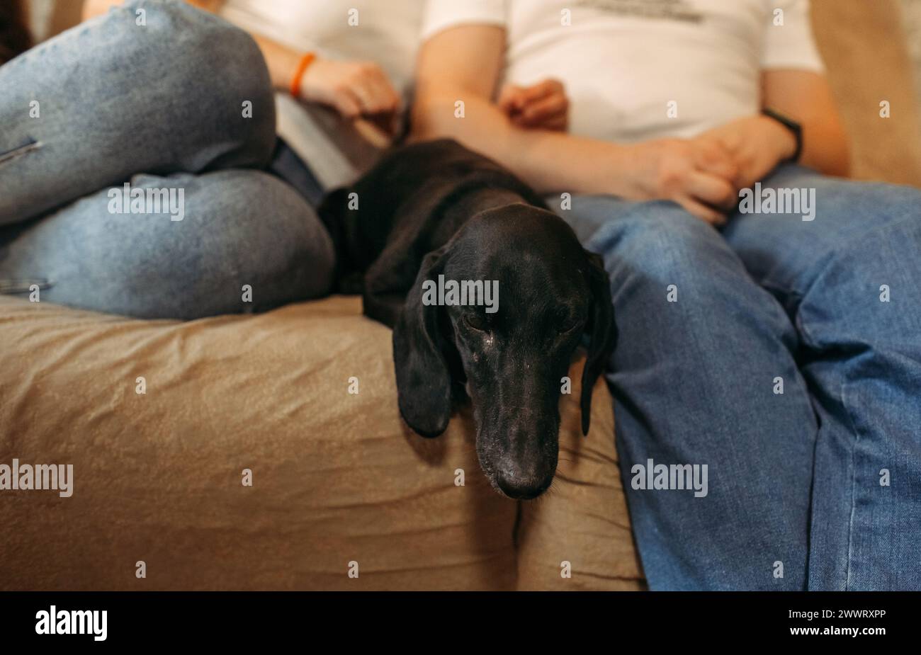 A man is sitting on a couch with a dog beside him, both looking relaxed ...