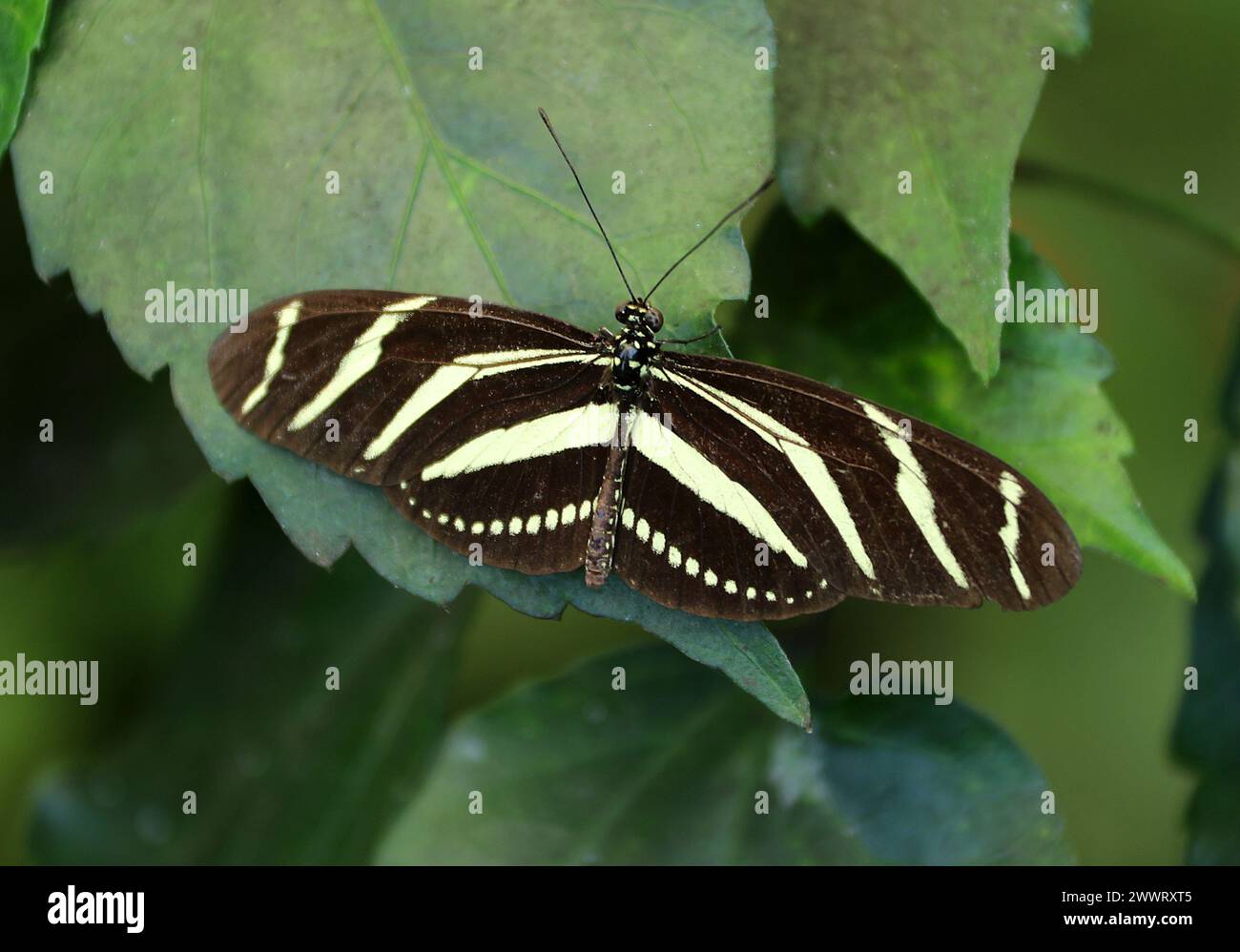 Zebra Longwing or Zebra Heliconian, Heliconius charitonius ...