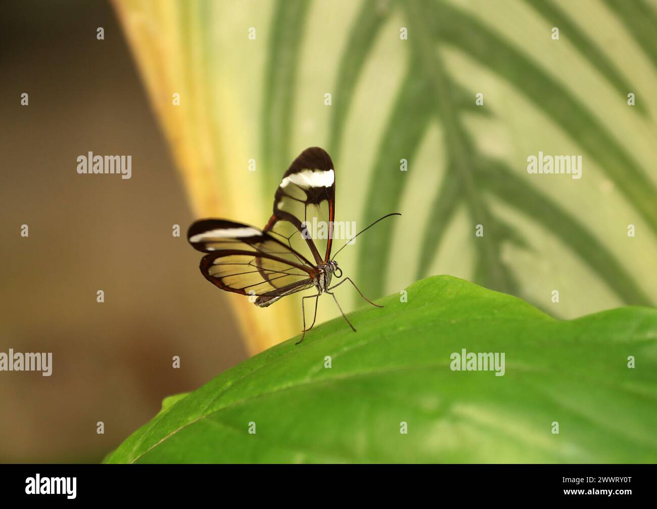 Insect insects wildlife panama hi-res stock photography and images - Alamy