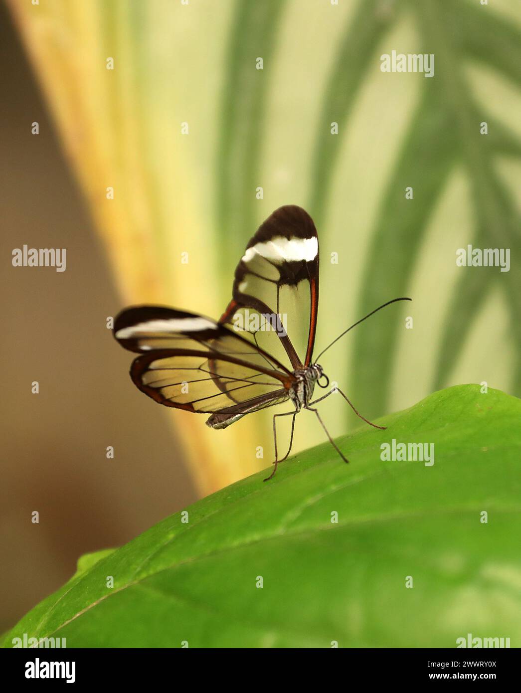 Insect insects wildlife panama hi-res stock photography and images - Alamy