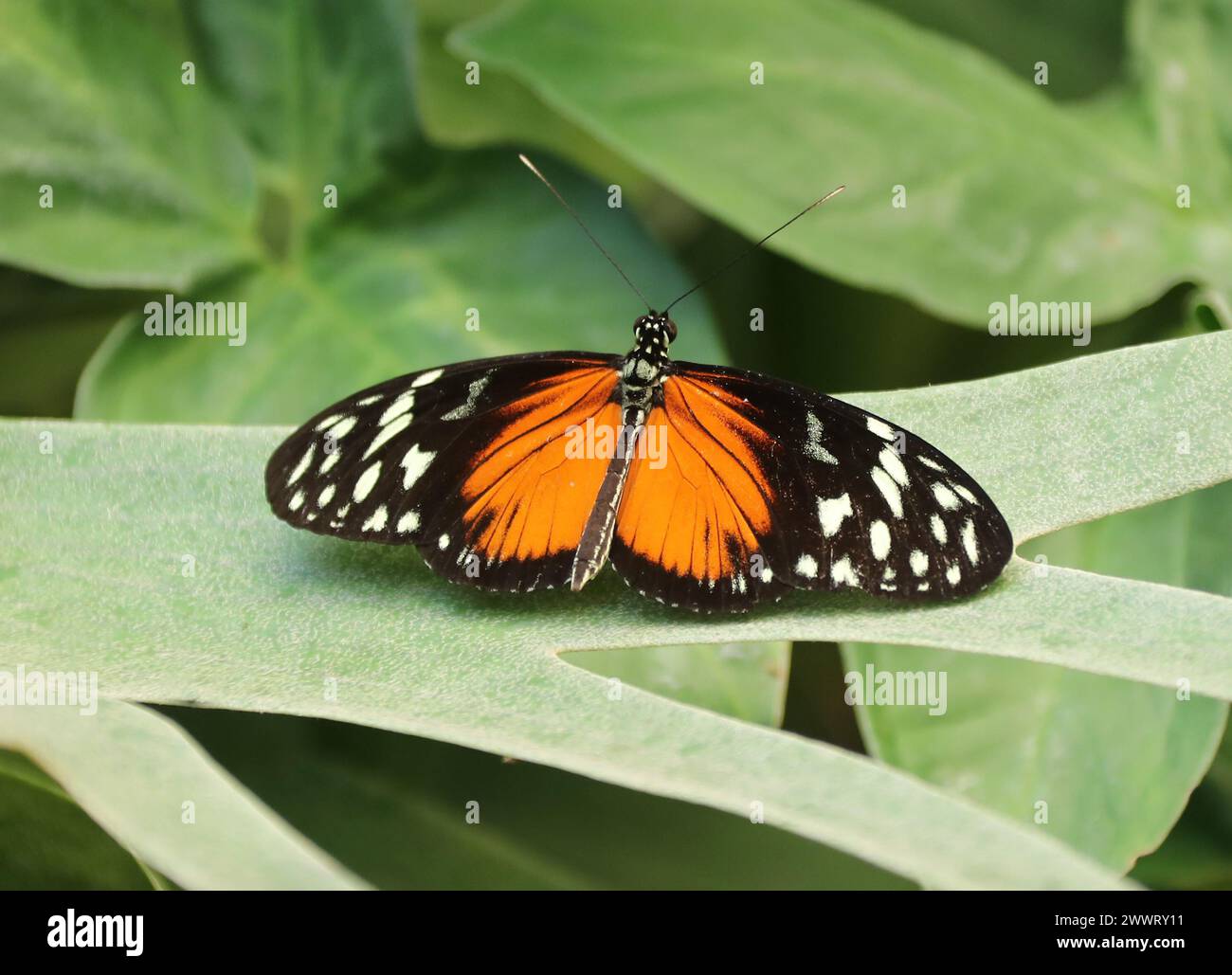 Heliconius urania hi-res stock photography and images - Alamy