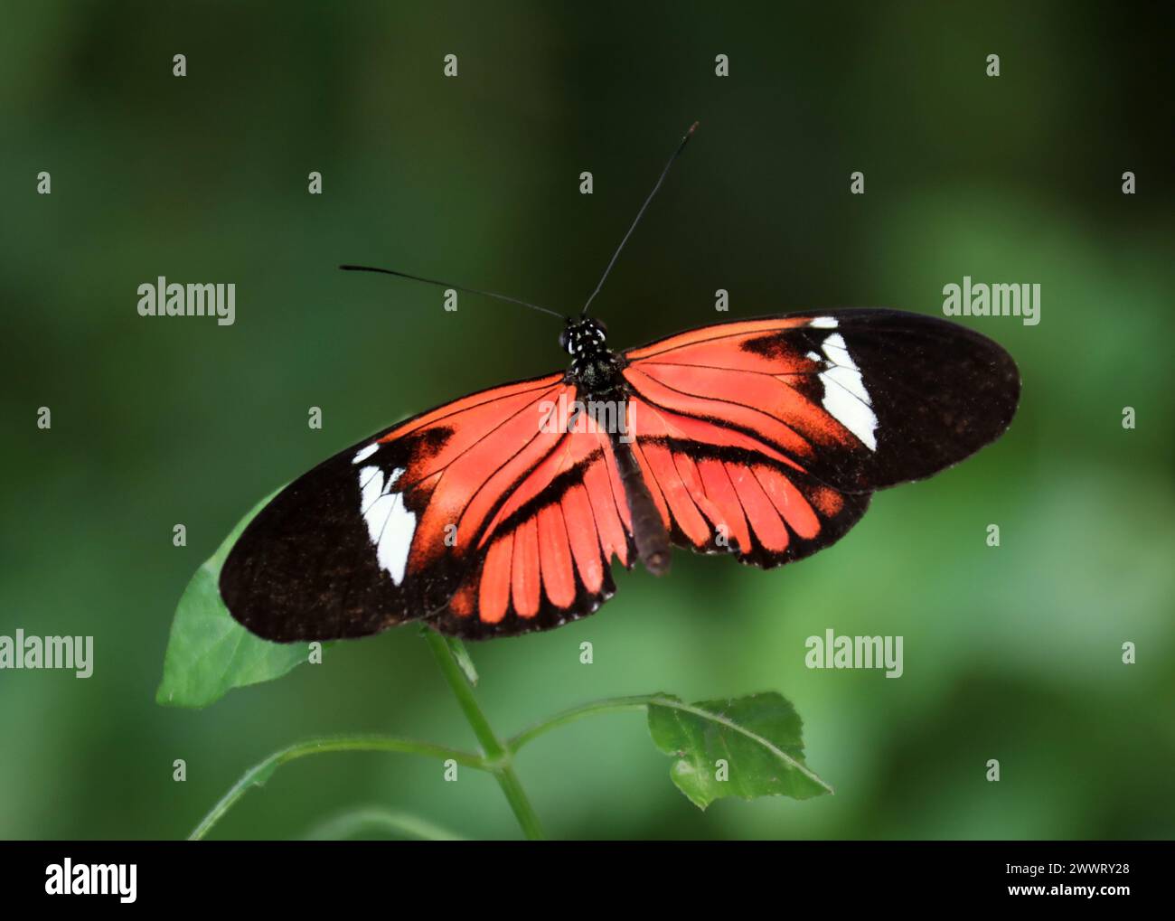 Postman Butterfly, Common Postman, Heliconius melpomene, Nymphalidae ...