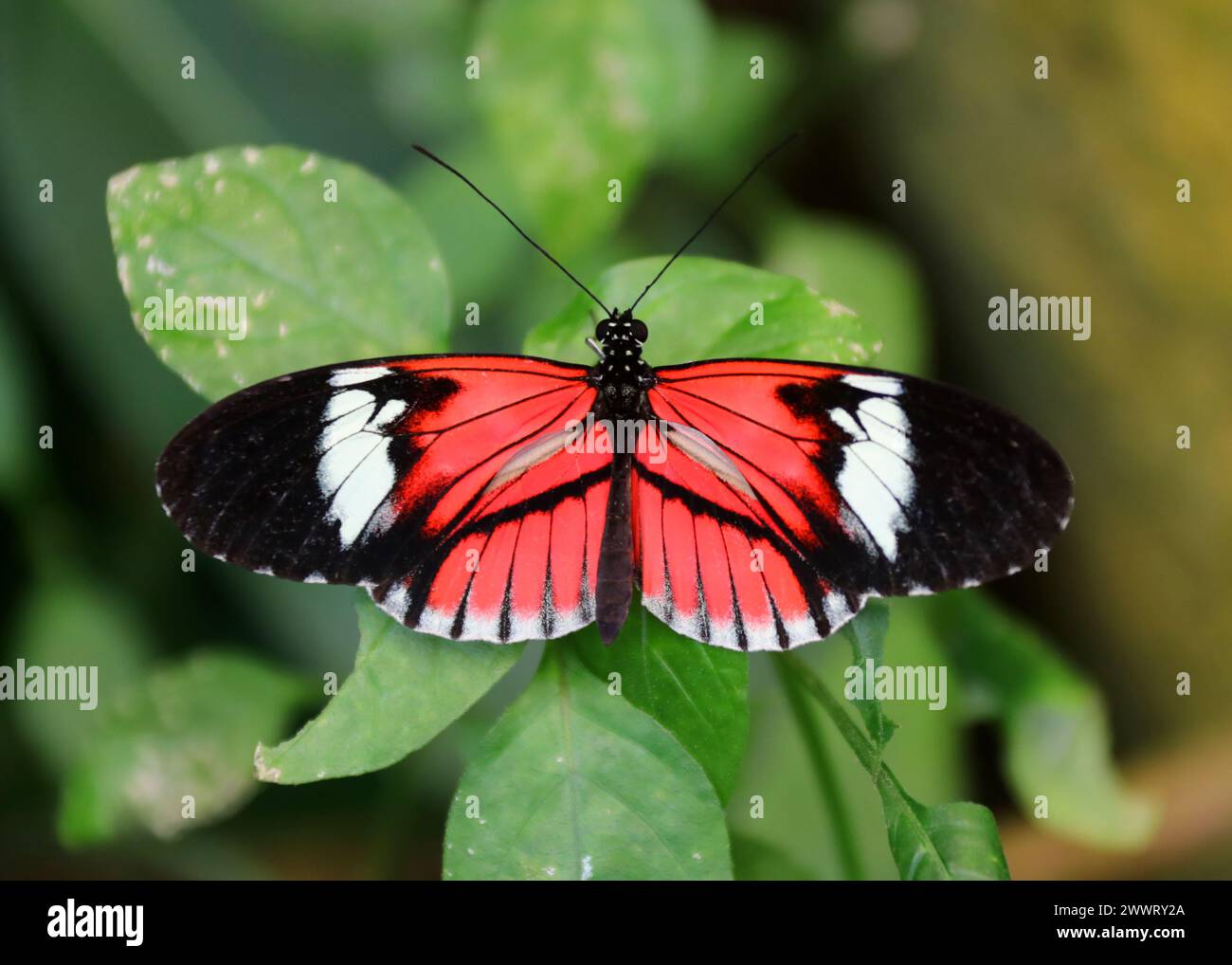 Postman Butterfly, Common Postman, Heliconius melpomene, Nymphalidae ...