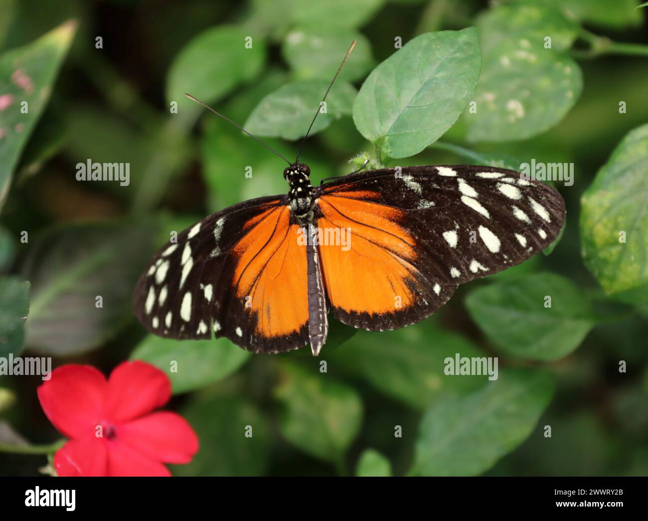 Tiger Longwing Butterfly, Heliconius hecale, Nymphalidae, Lepidoptera ...
