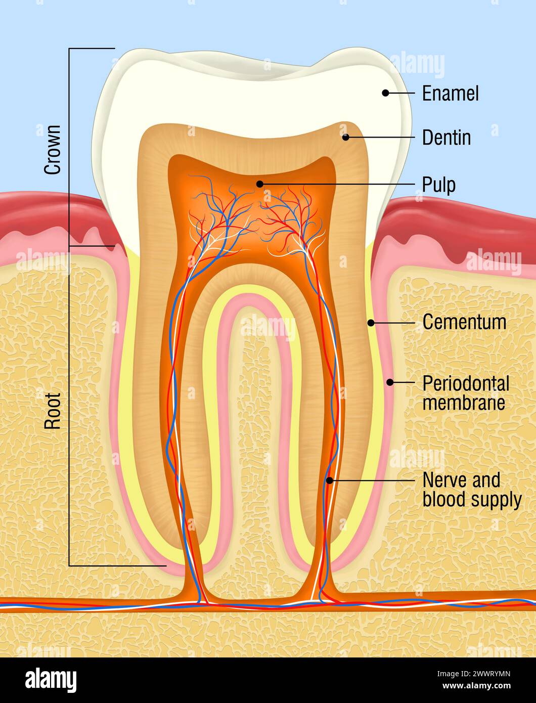 Anatomy of the tooth physiology hi-res stock photography and images - Alamy