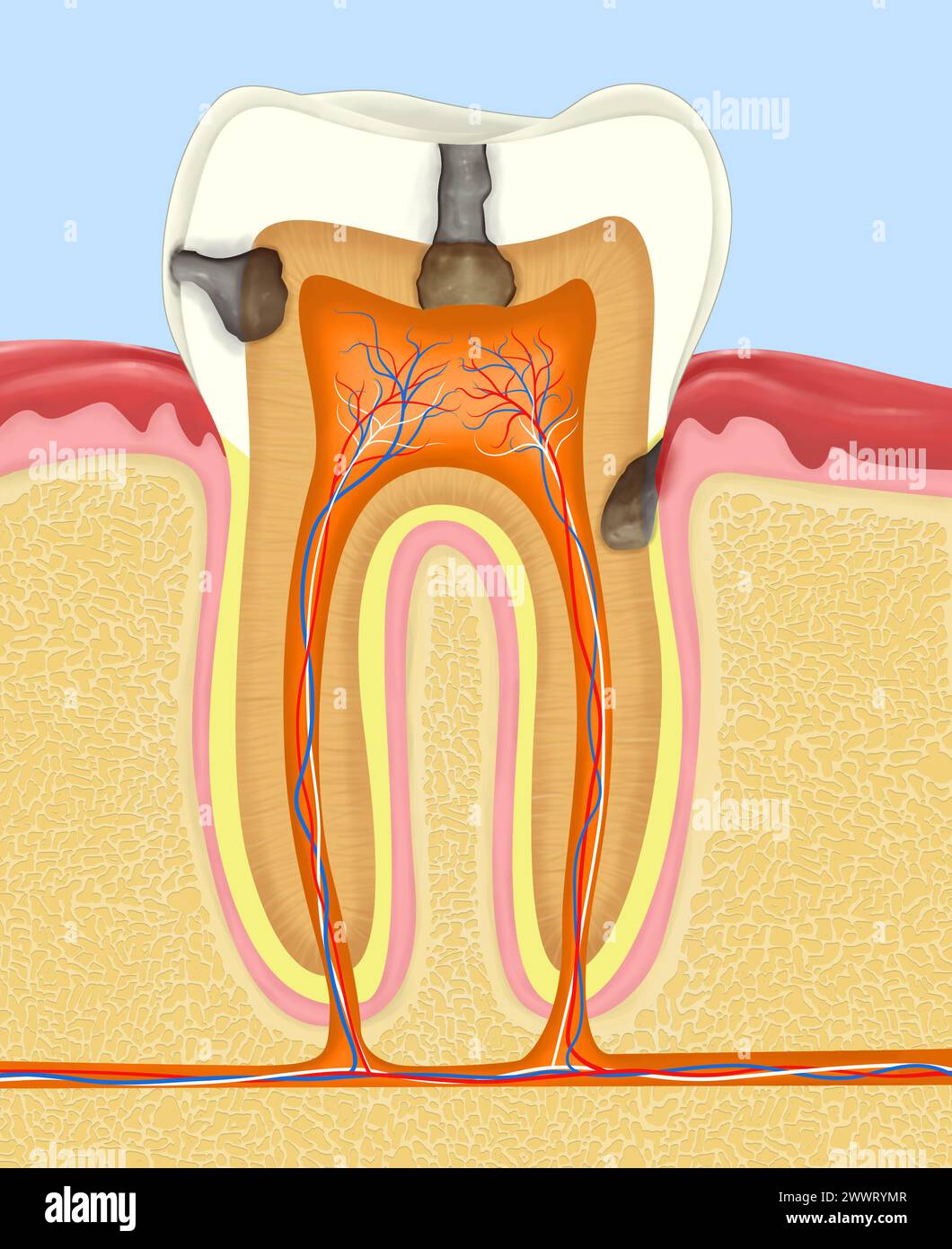 illustration of the anatomy of the human tooth Stock Photo - Alamy