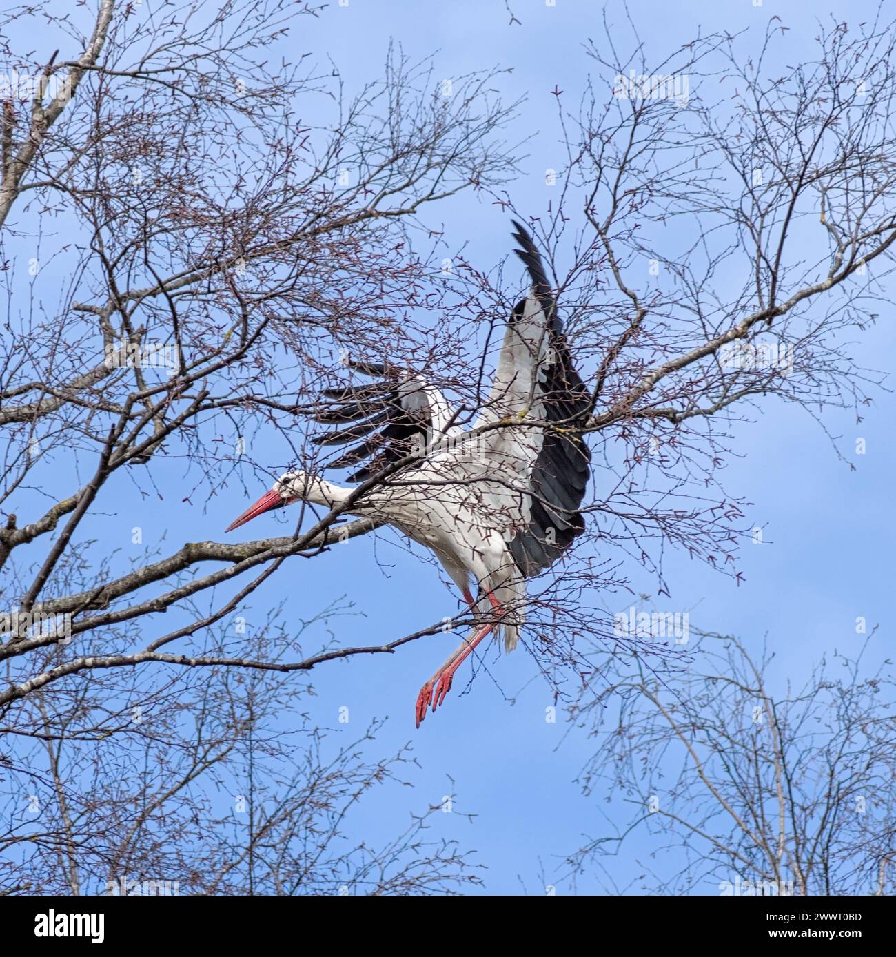 Stork in flight hi-res stock photography and images - Alamy