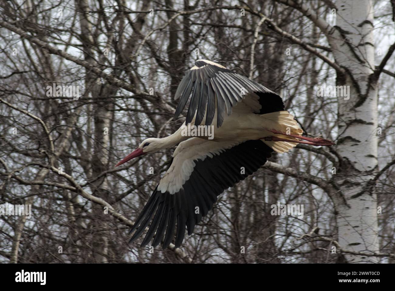 Stork spring hi-res stock photography and images - Alamy