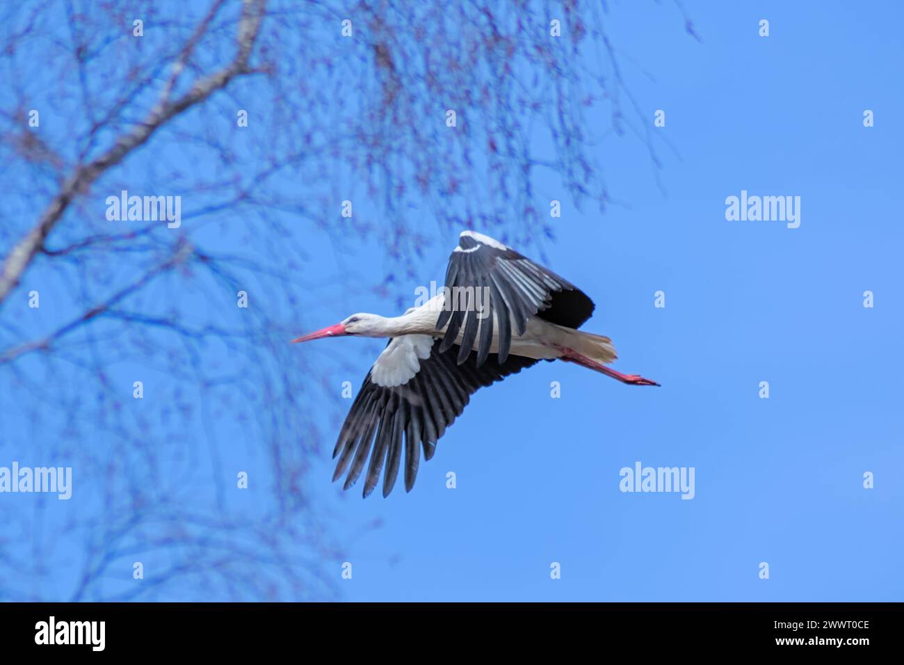 stork in flight. stork in trees. stork in nature reserve Stock Photo ...