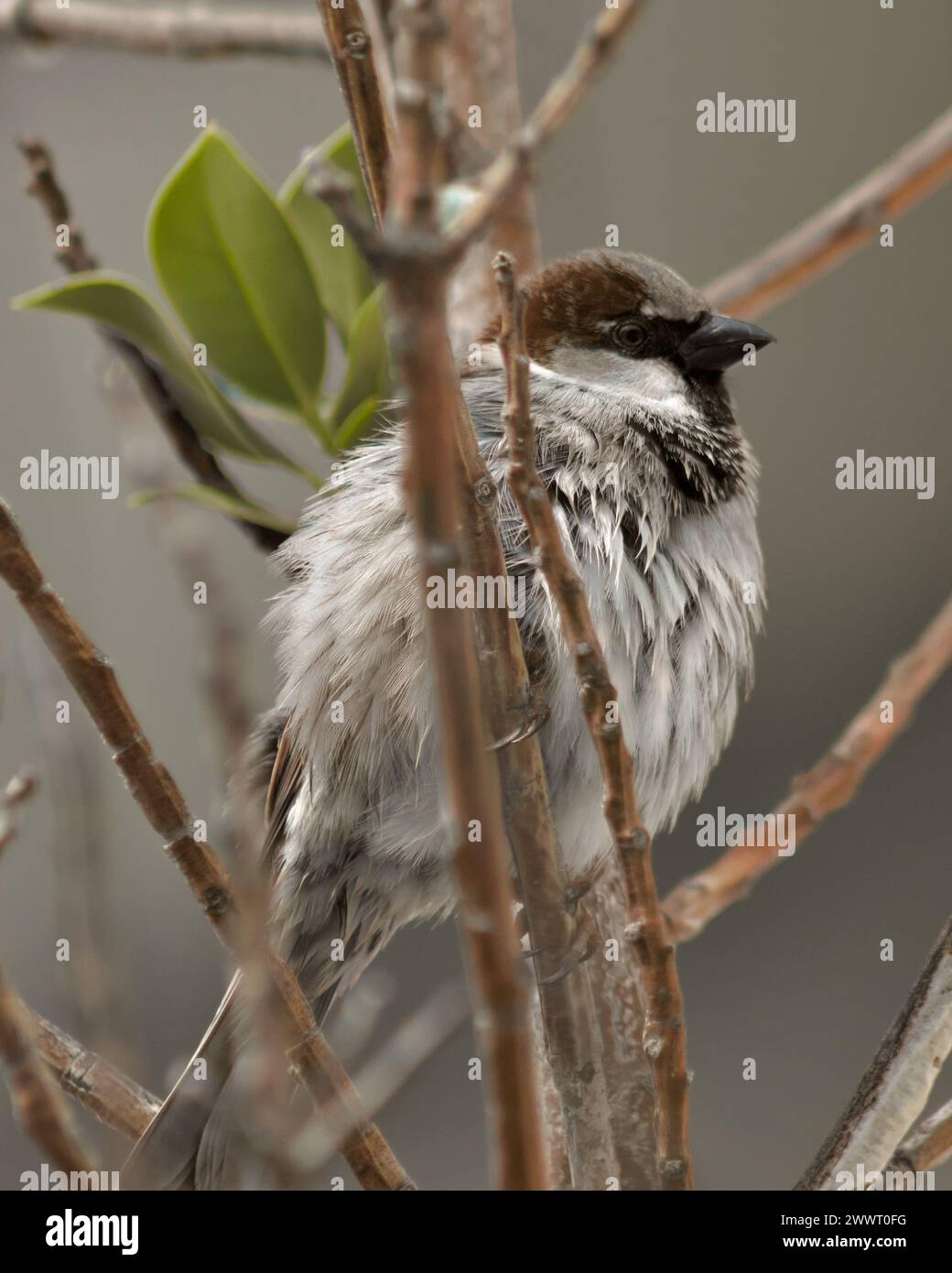 Sparrow sitting on branch spring hi-res stock photography and images ...