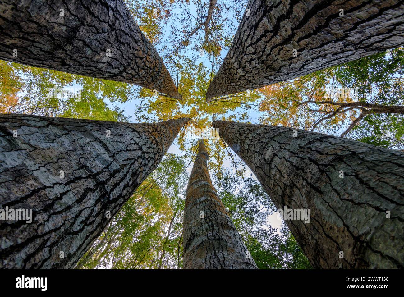 Amazing view by looking up from the connected bottom of quintuple maple ...