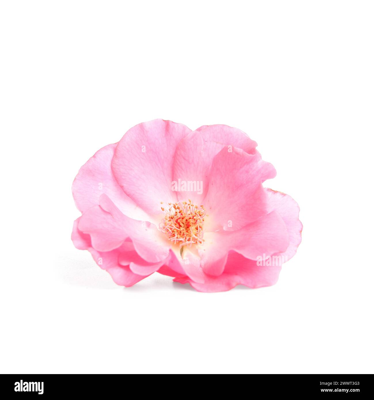Beautiful rose hip flower on white background Stock Photo - Alamy