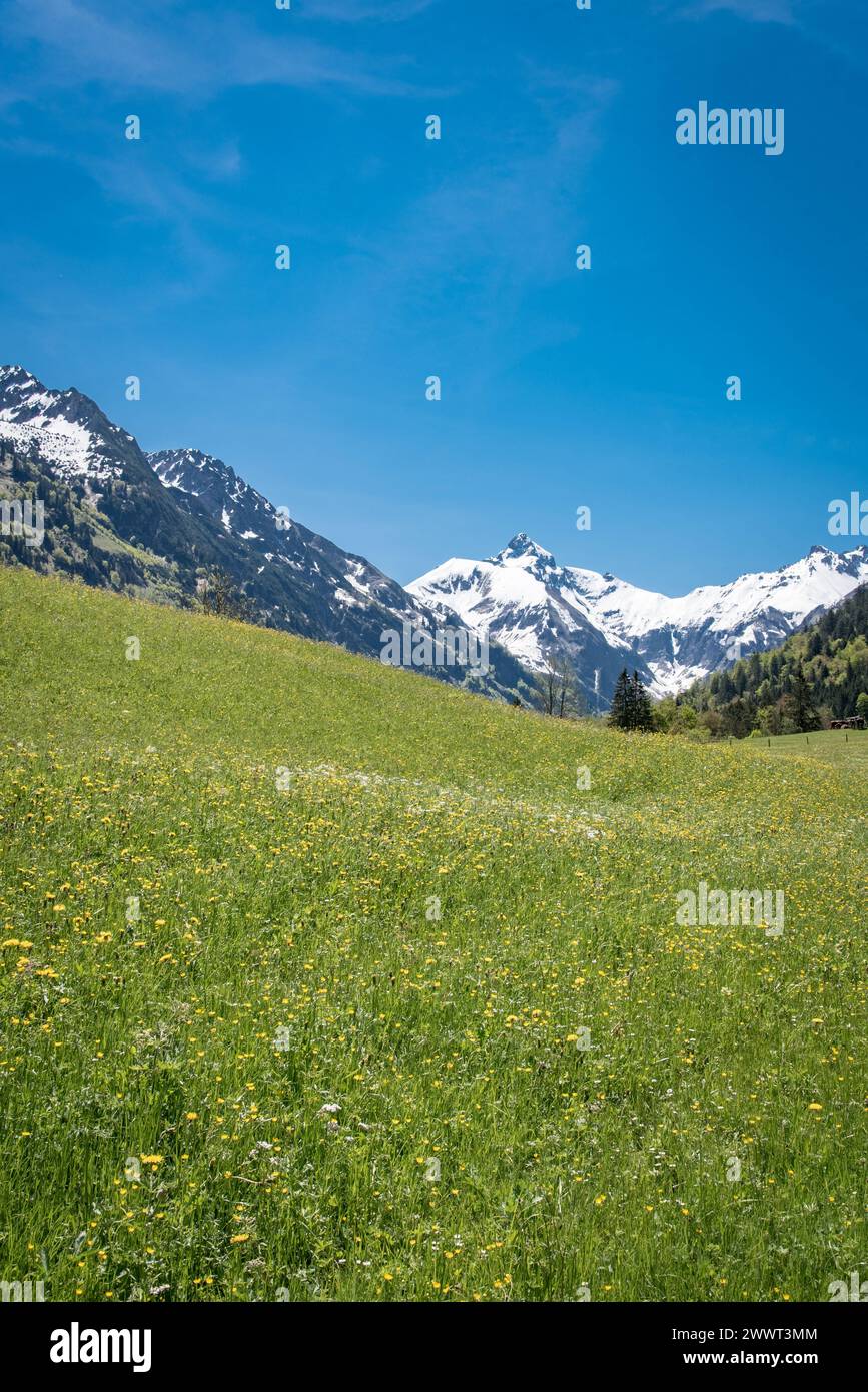 Allgäuer Wiesenlandschaft eingefasst von der Bergwelt. Herrliche ...