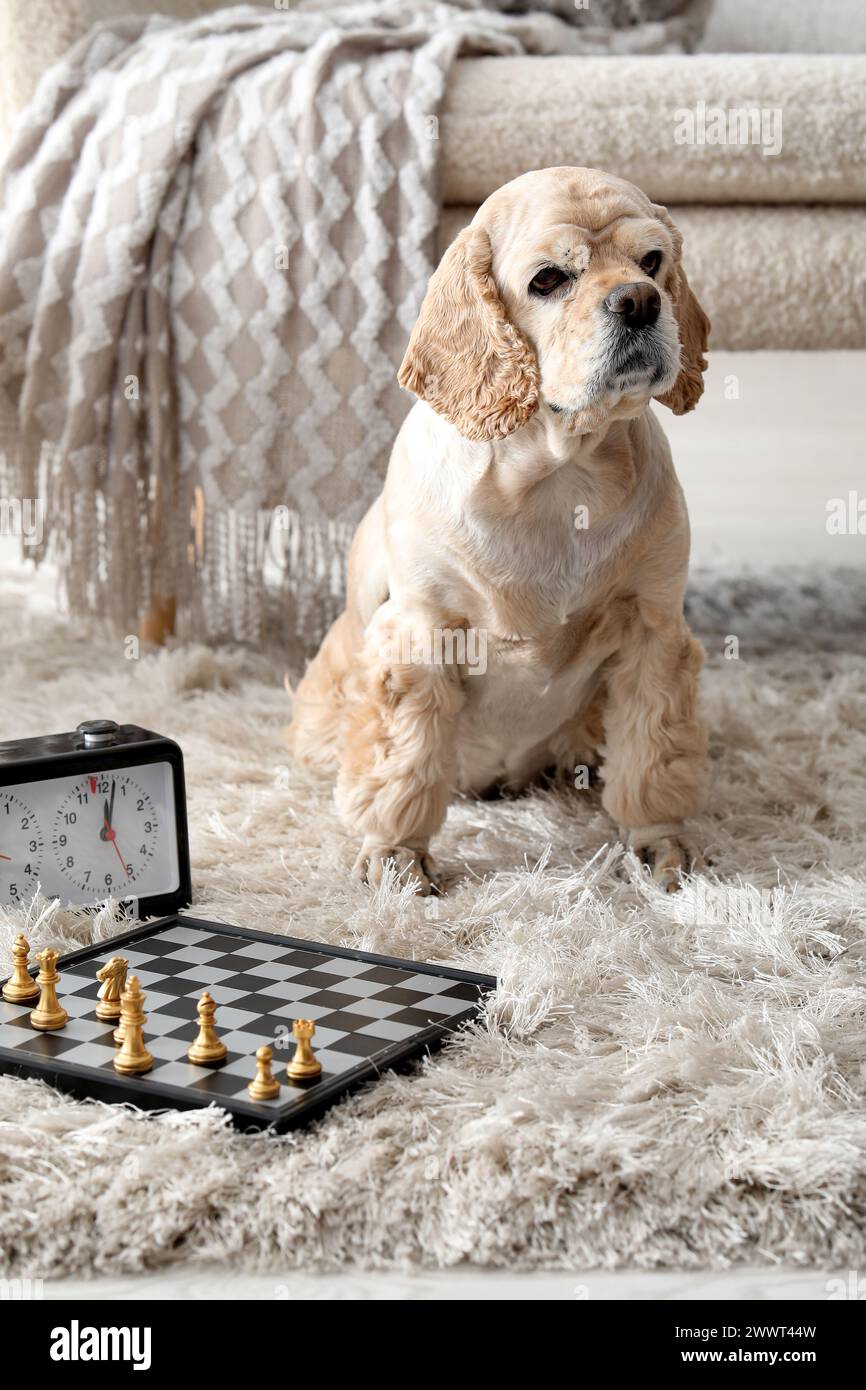 Cute Cocker Spaniel with chess at home Stock Photo - Alamy