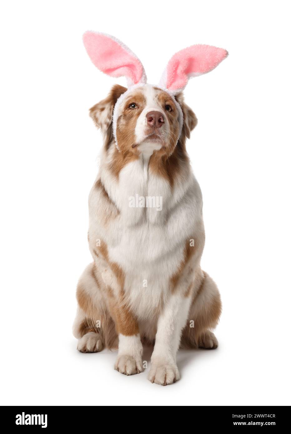 Cute Australian Shepherd dog in bunny ears on white background. Easter ...