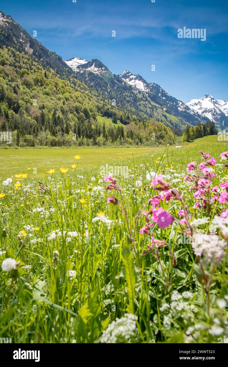 Bergwiese vor bergpanorama hi-res stock photography and images - Alamy
