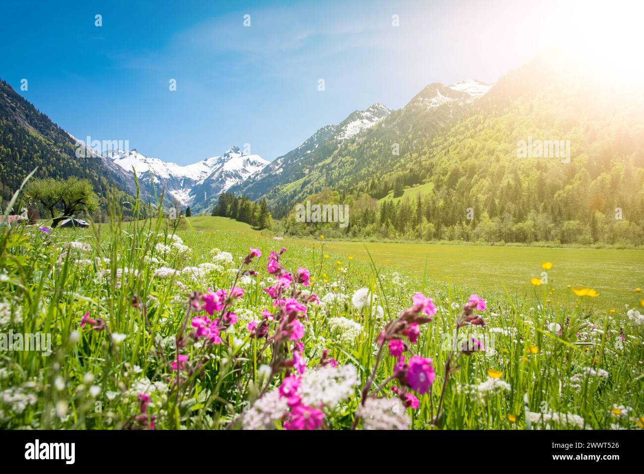 See und wildblumen hi-res stock photography and images - Alamy