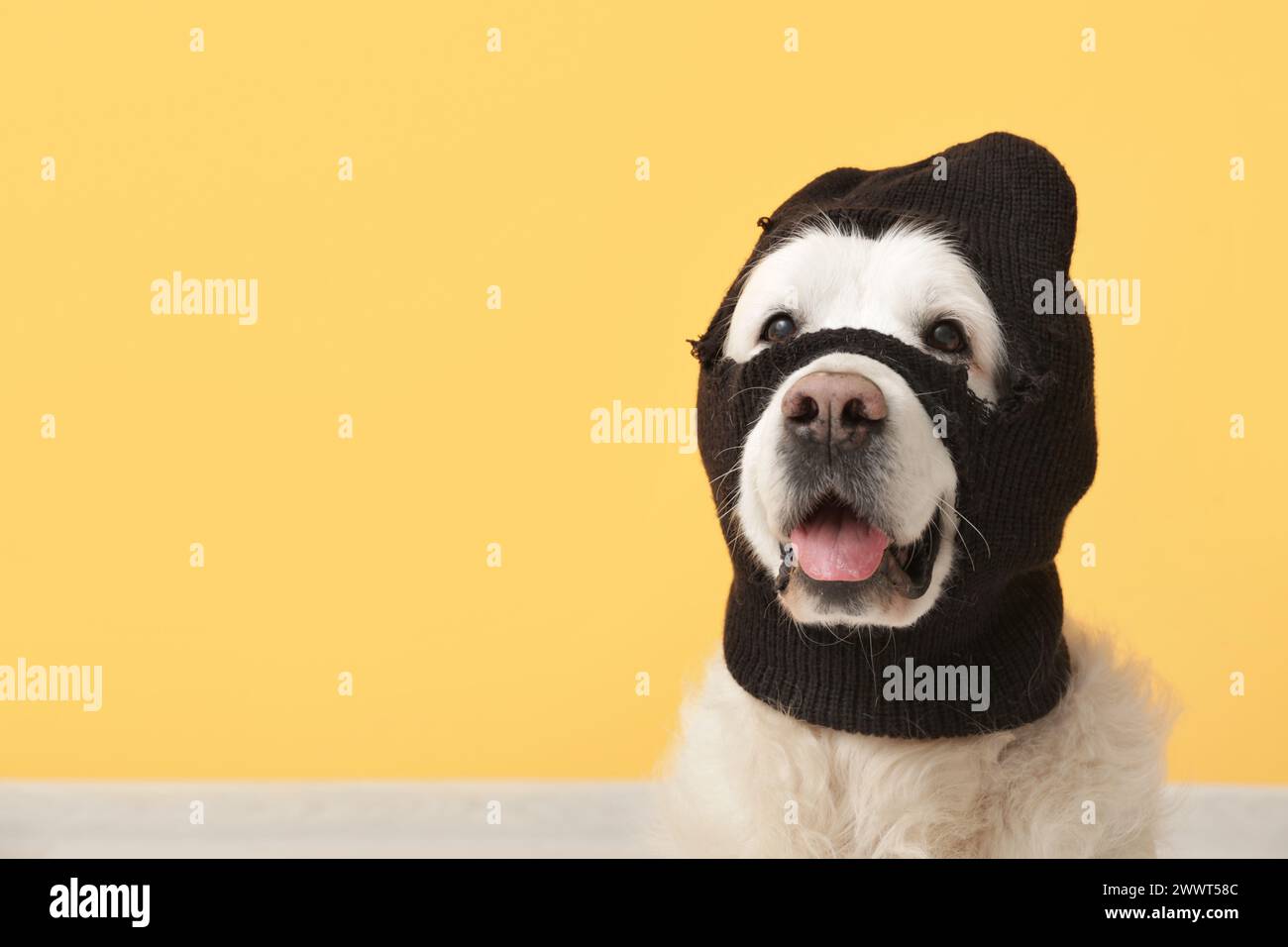 Adorable labrador dog in balaclava on yellow background Stock Photo - Alamy