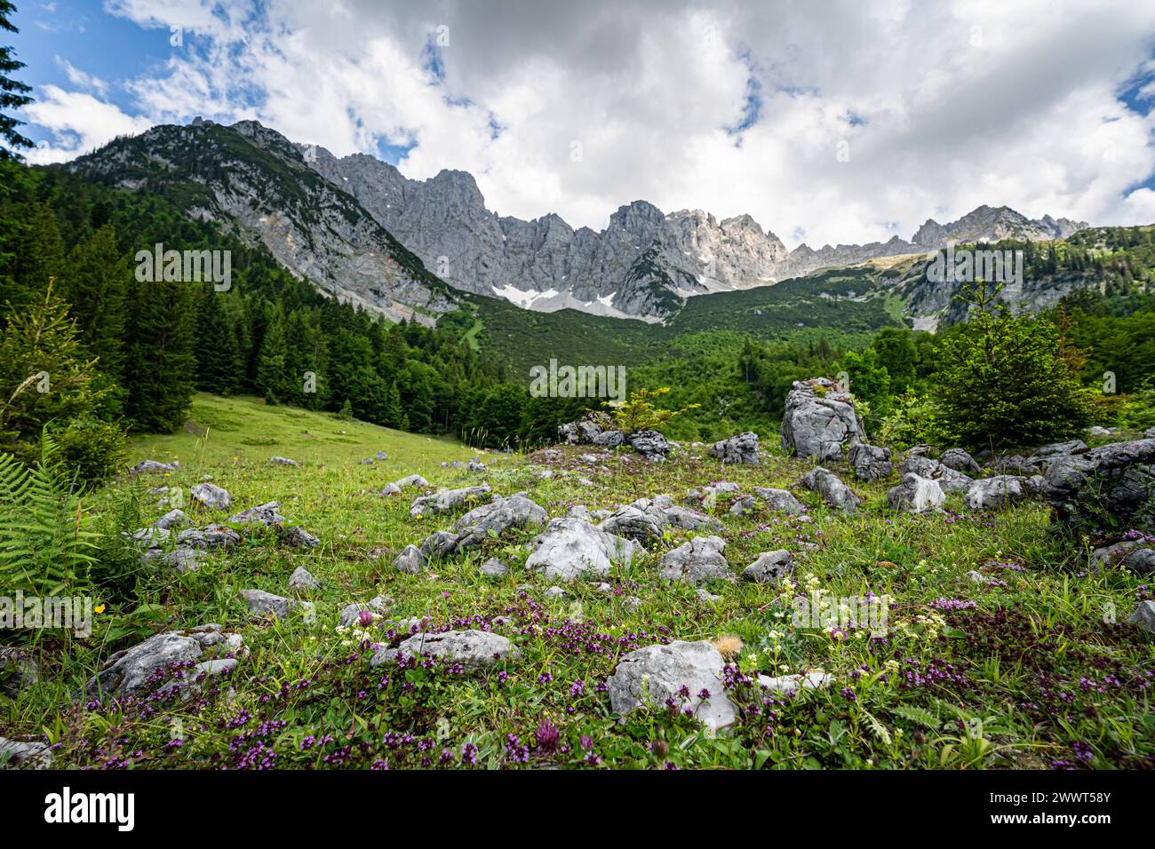Baumgrenze landschaft hi-res stock photography and images - Alamy