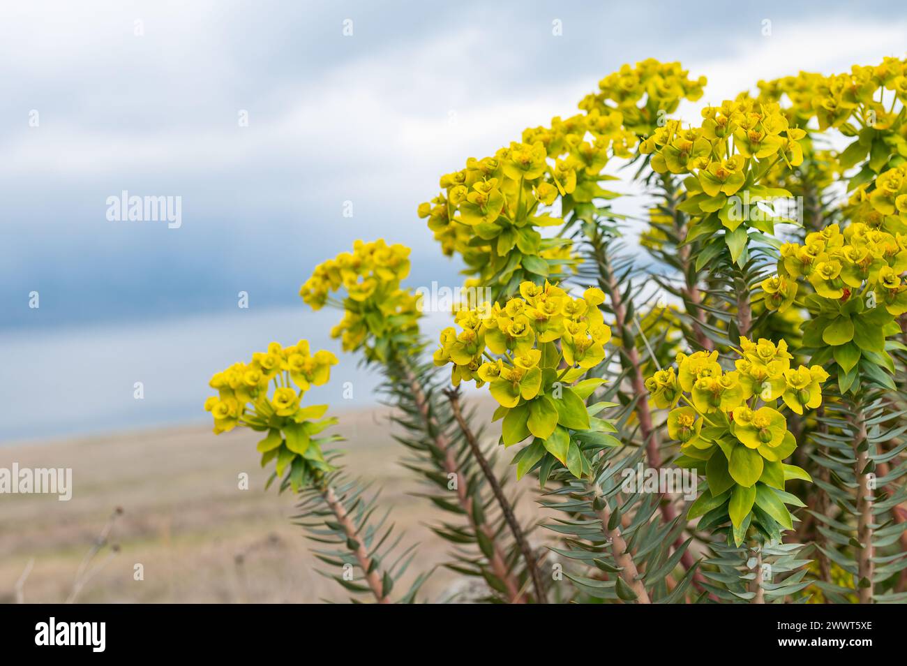 Yellow coloured flowers in nature. Euphorbia flower Stock Photo - Alamy